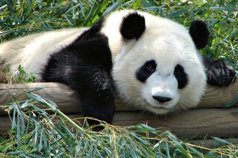 Is It a Panda? | Education World