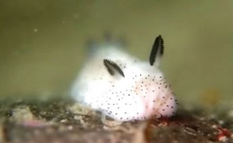 Picture, This! Sea Bunnies, So Very Cute! | Education World