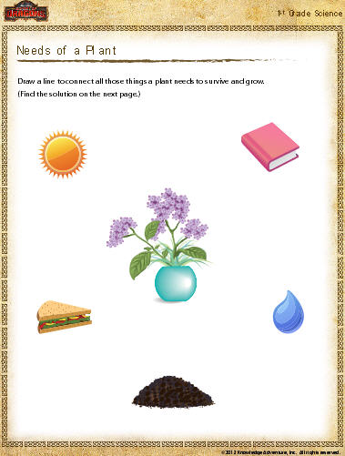 Needs of a Plant Worksheet - Download | Education World