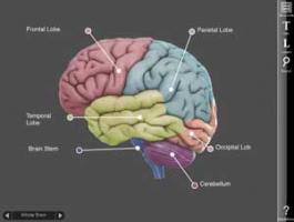 iPad App Review: 3D Brain | Education World