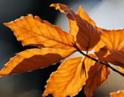 Eight Leaf Mini-Lessons for Fall | Education World
