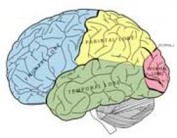 Brain-Based Teaching | Education World