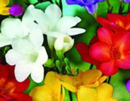 Fundraiser Review: Dutch Mill Bulbs | Education World