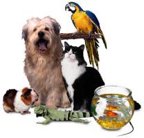 The Perfect Pet | Education World