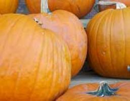 Pump it up with pumpkins! | Education World