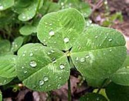 St. Patrick's Day: The Real Story | Education World