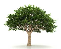Learning About Trees | Education World