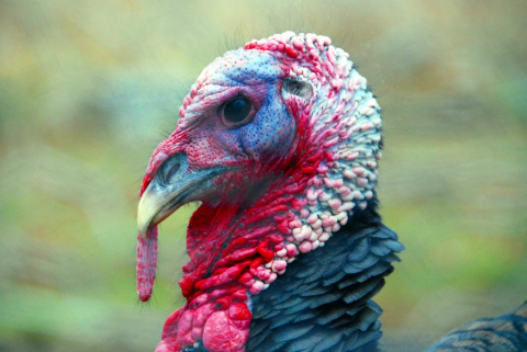 Amazing Turkey Facts to Share With Students Today | Education World
